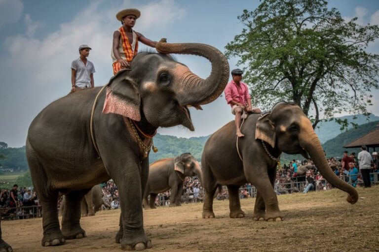 Chitwan Elephant Festival: Global Tourism Buzz & Elephant Conservation