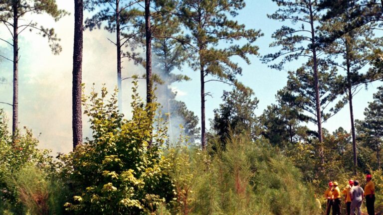 South Africa Garden Route Water Restrictions & Fire Safety